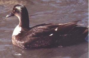 Duck Hybrids and Variants in Greater Vancouver – Joyce Arthur's page